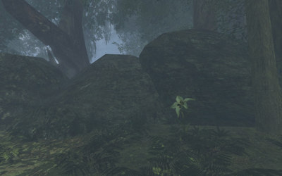 Flowers of the Old Forest